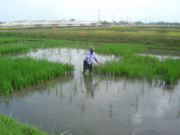 Scuba rice: Stemming the tide in flood-prone South Asia – Rice Today