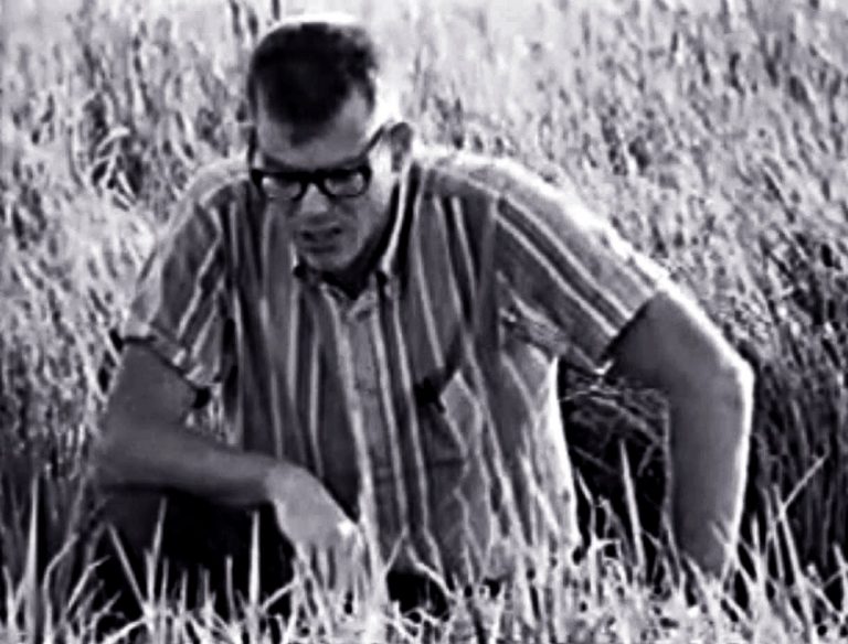 IR8—a rice variety for the ages – Rice Today