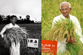 IR8—a rice variety for the ages – Rice Today