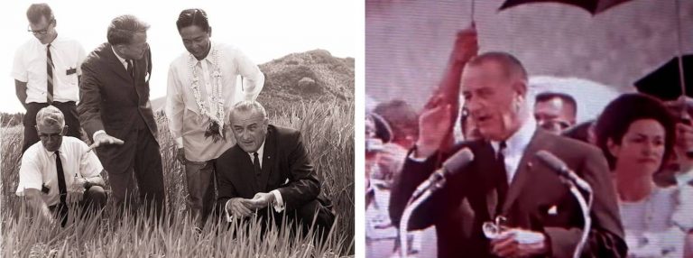 IR8—a rice variety for the ages - Rice Today