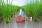 Why invest in optimizing water use in rice farming? - Rice Today