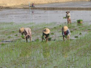 Rice: The pulse of life in Myanmar – Rice Today