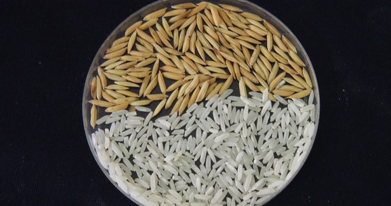 The hybrid alternative for Africa – Rice Today