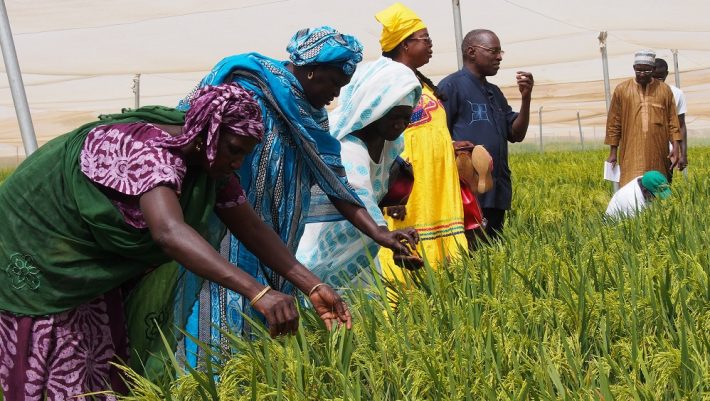 May 2020 – Rice Today