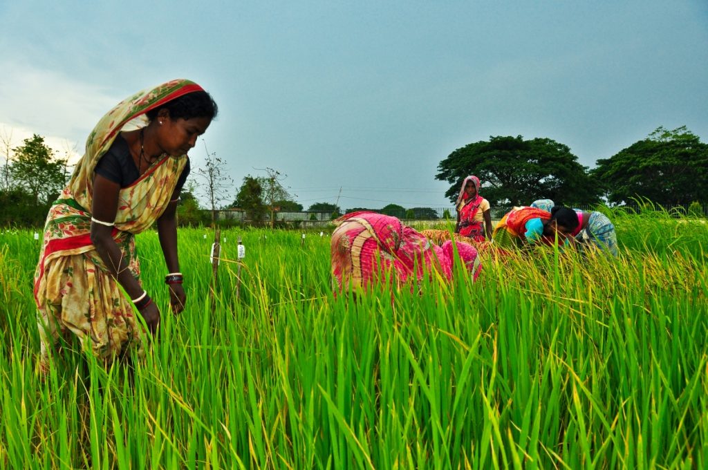 The importance of sustainable rice supply systems – Rice Today