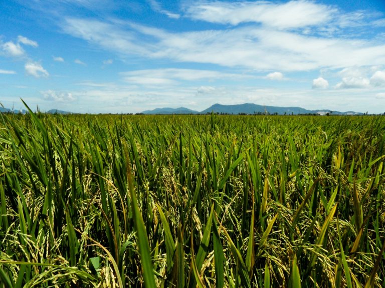 The where and how of rice – Rice Today