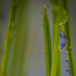 Which way should the water flow? - Rice Today