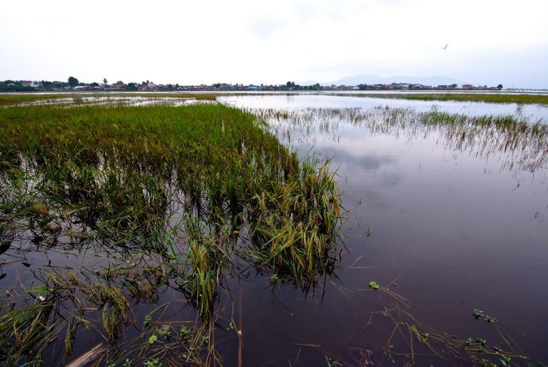 Which way should the water flow? – Rice Today