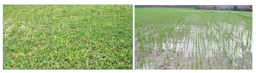 Natural hydrogel technology boosts dry seeding of rice in northwestern ...