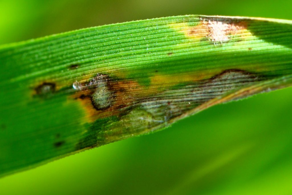 A resistant variety and a biological fungicide show promise in ...