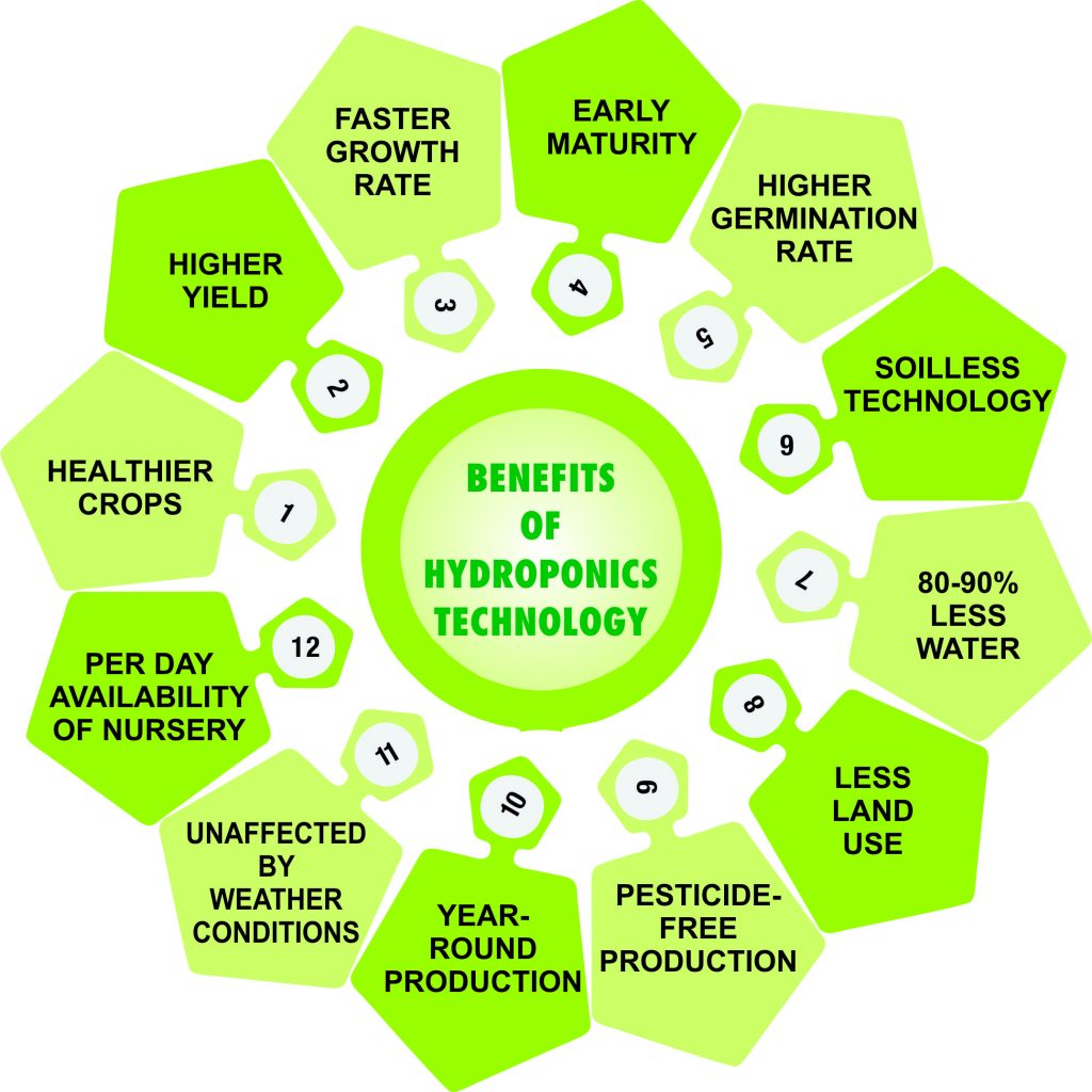Hydroponics rice paddy nursery: An innovative twist on growing rice in ...