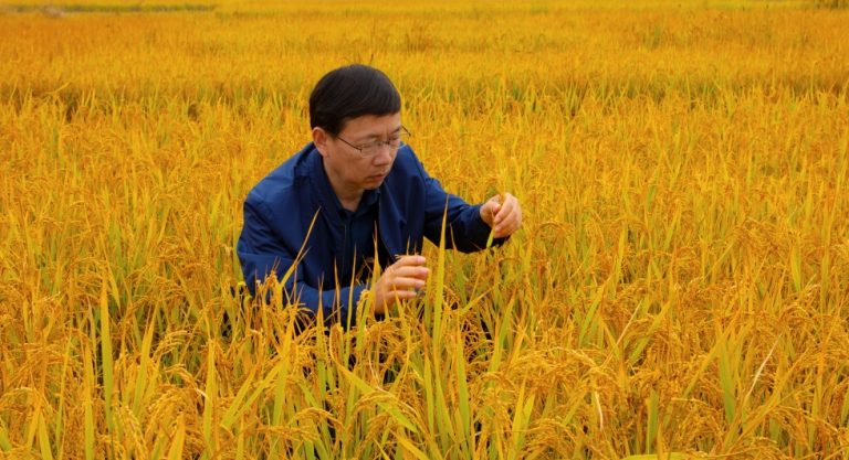 Rice ratooning makes a comeback – Rice Today