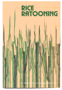 Rice ratooning makes a comeback – Rice Today