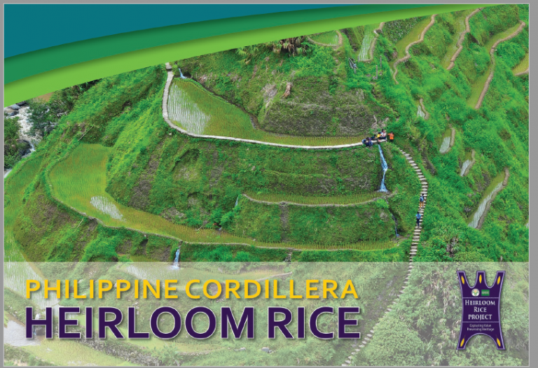 Conserving and increasing productivity and value of the heirloom rice ...