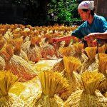 Conserving and increasing productivity and value of the heirloom rice ...