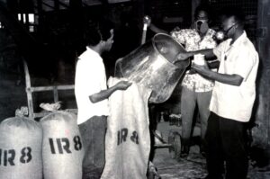 Changing the world with seeds: The breeding history of IR8 – Rice Today