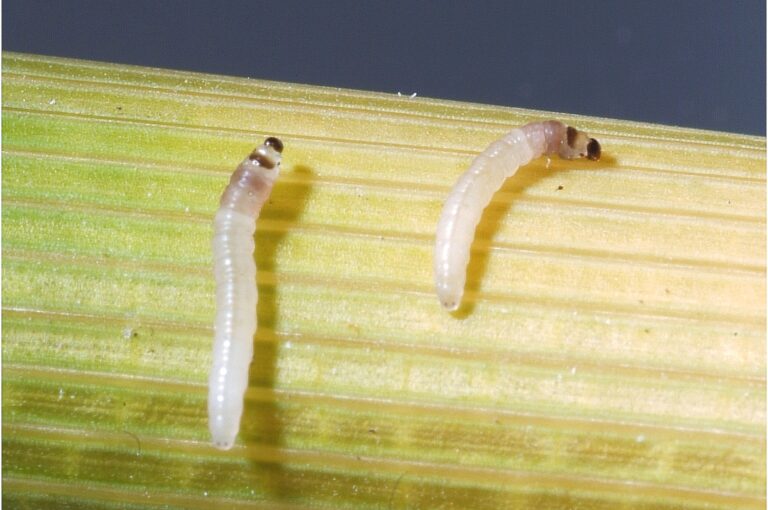 Host resistance, tolerance, and vulnerability determine levels of field ...