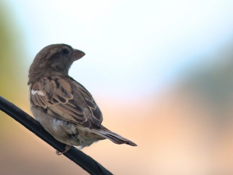 Sparrows and their role in predator-prey interaction in rice ecology ...