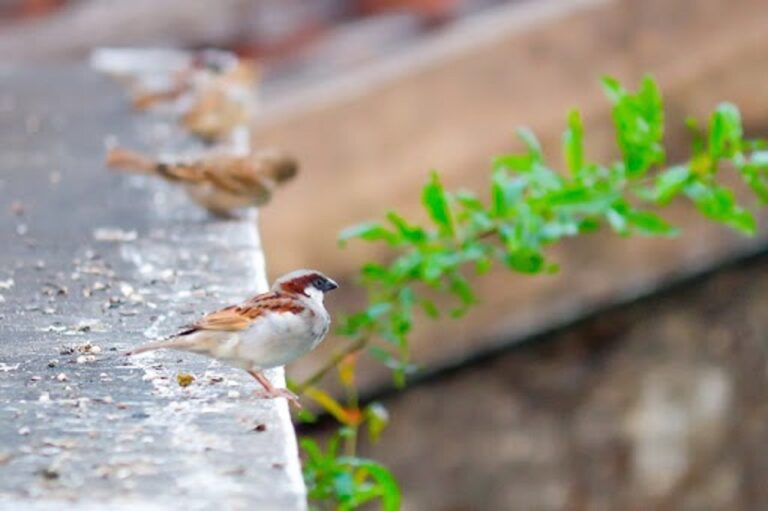 Sparrows and their role in predator-prey interaction in rice ecology ...