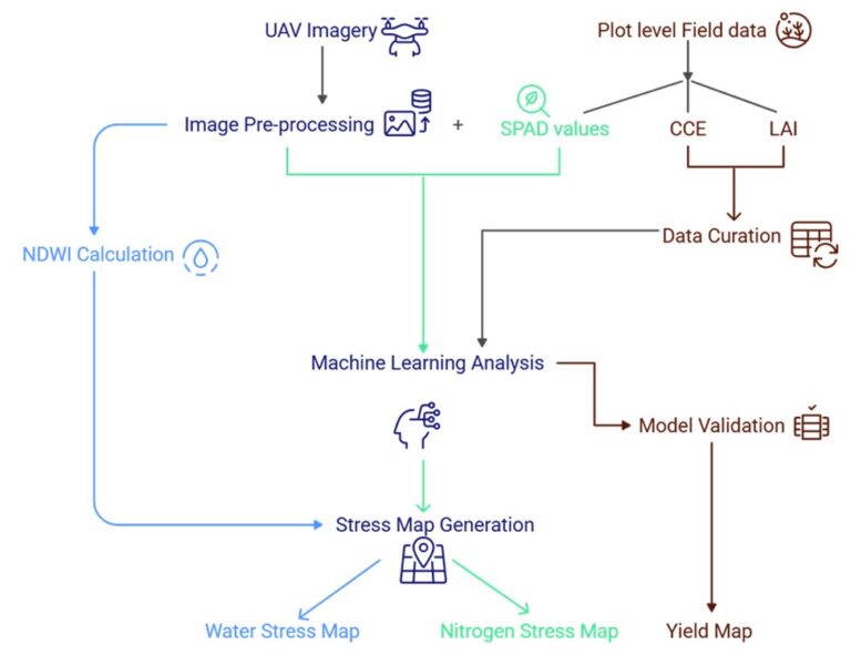 From Sky to Soil: How Drones are Revolutionizing Crop Monitoring – Rice ...