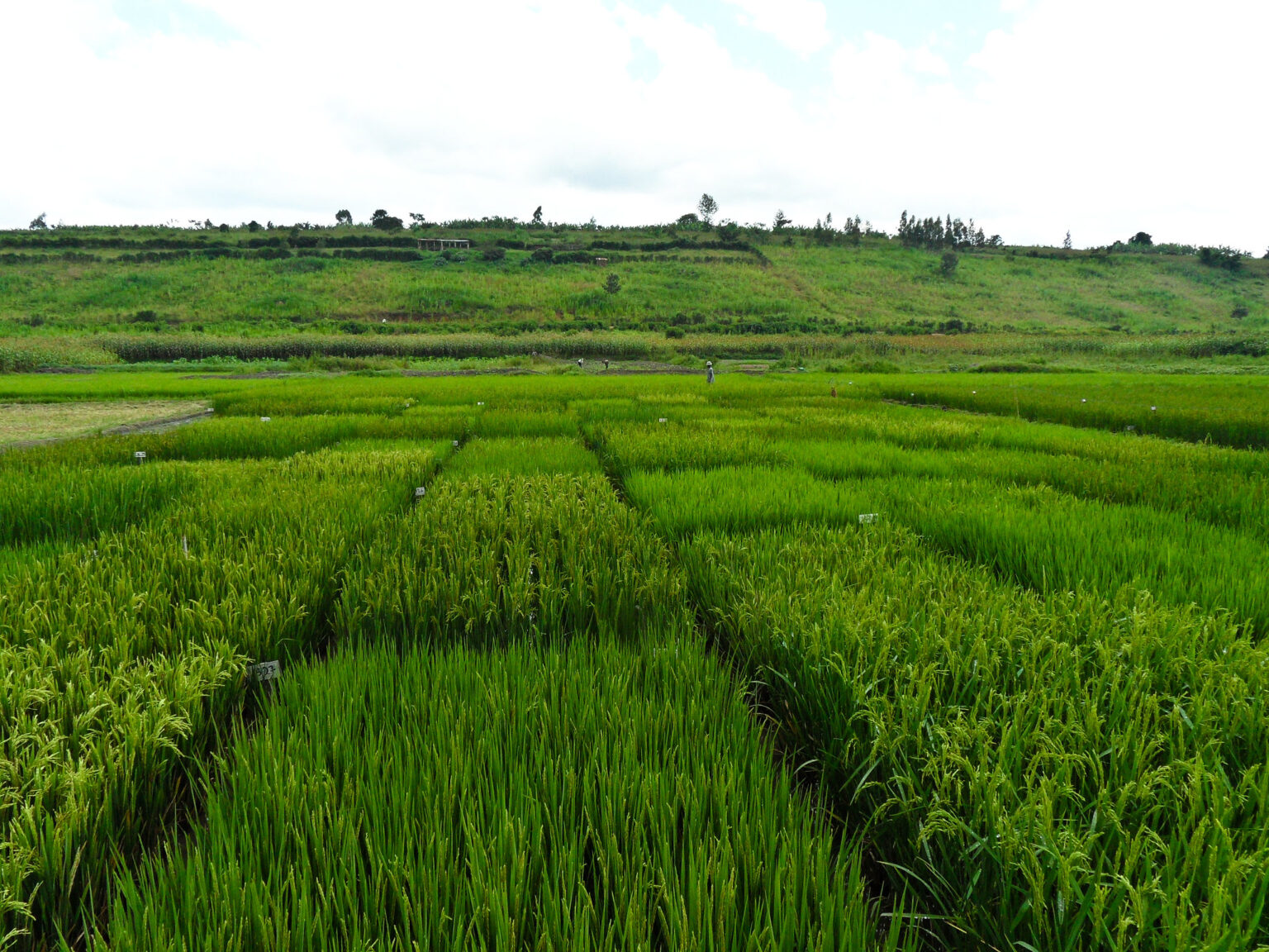 Home - Rice Today