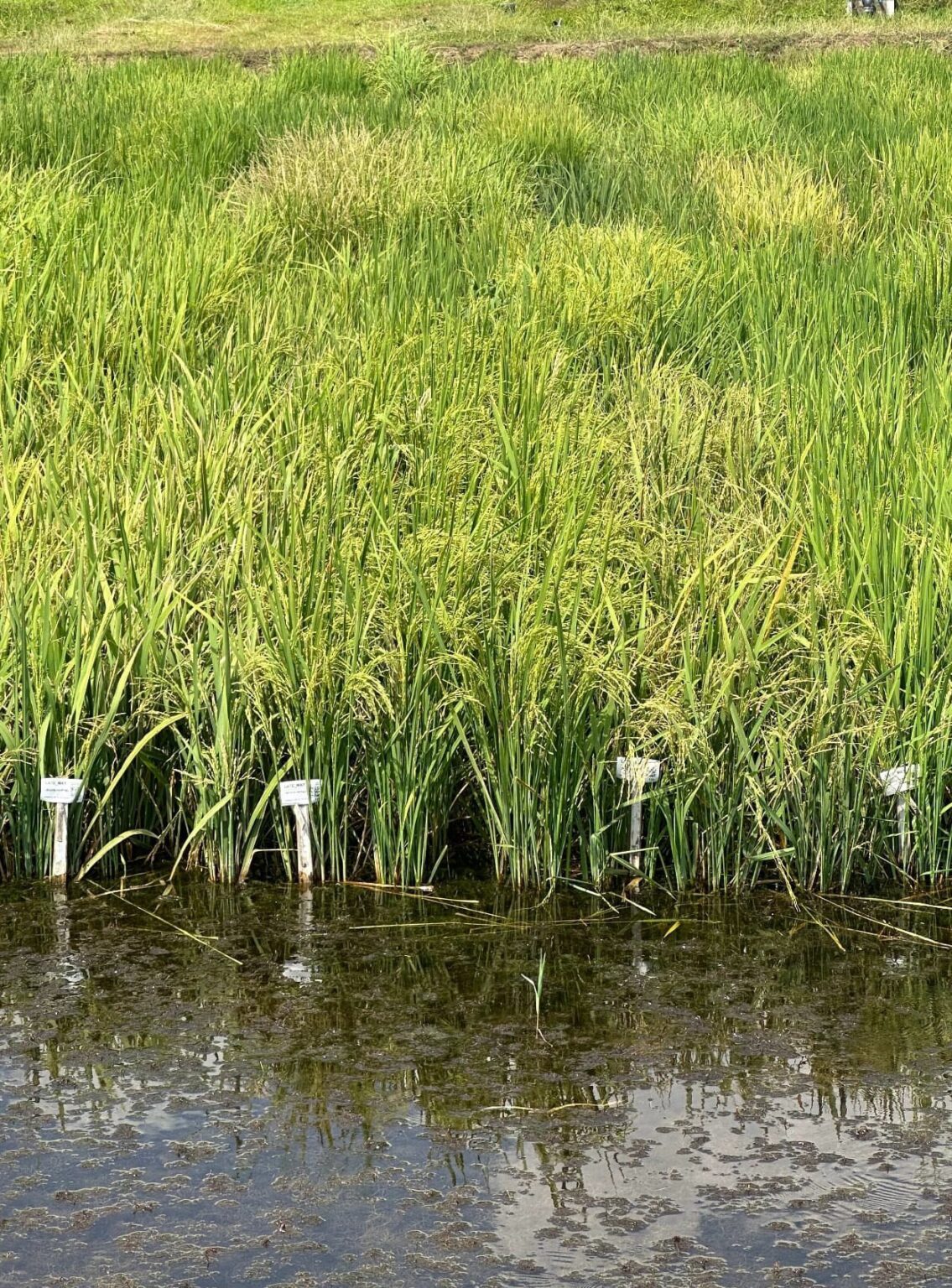 A Quarter Century Since the SUB1A Gene: New Flood-Tolerant Rice and ...