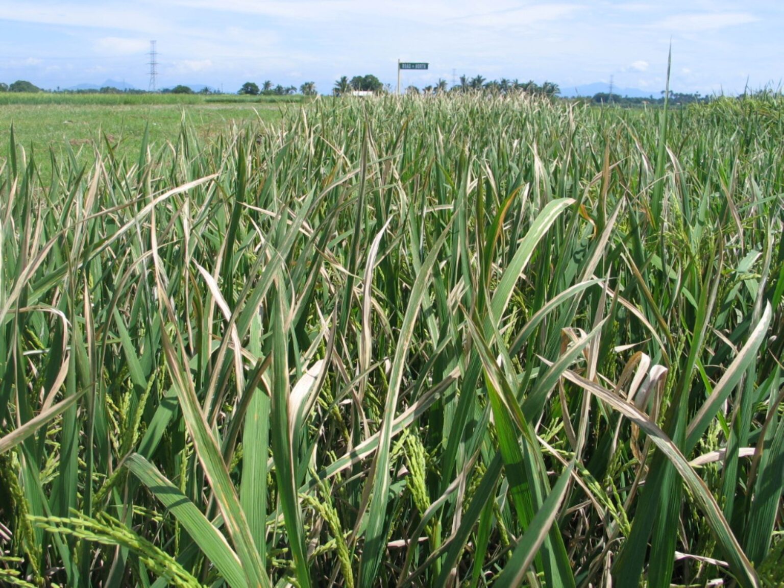 Inside the global effort to defend rice from major diseases – Rice Today