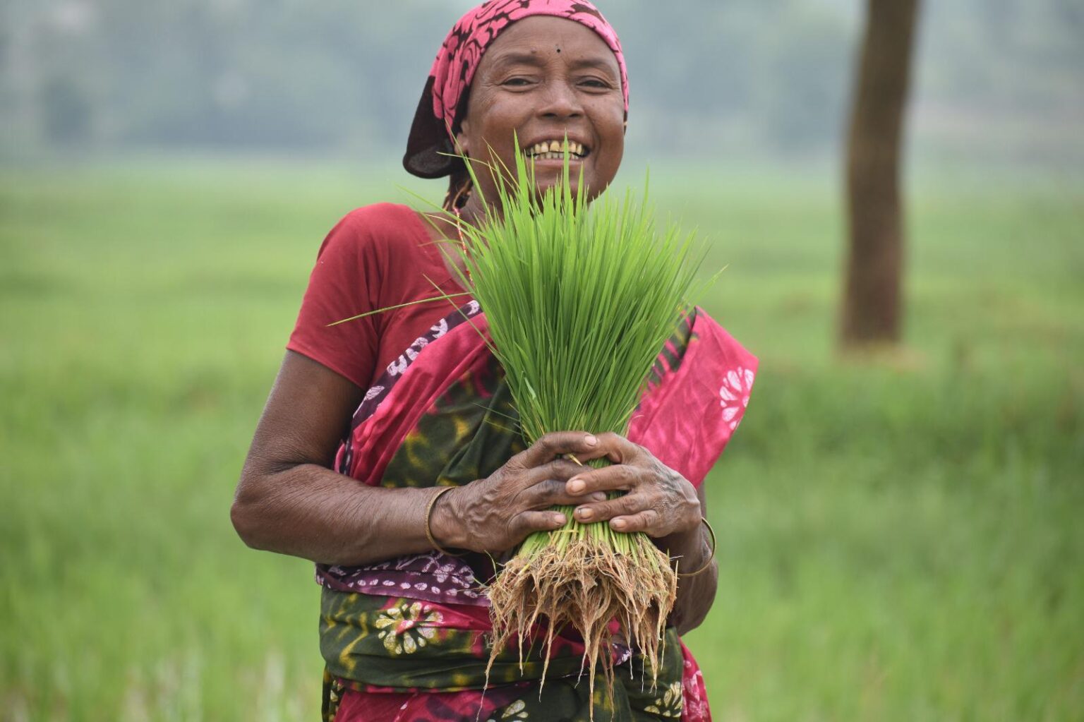 IR8—a rice variety for the ages – Rice Today