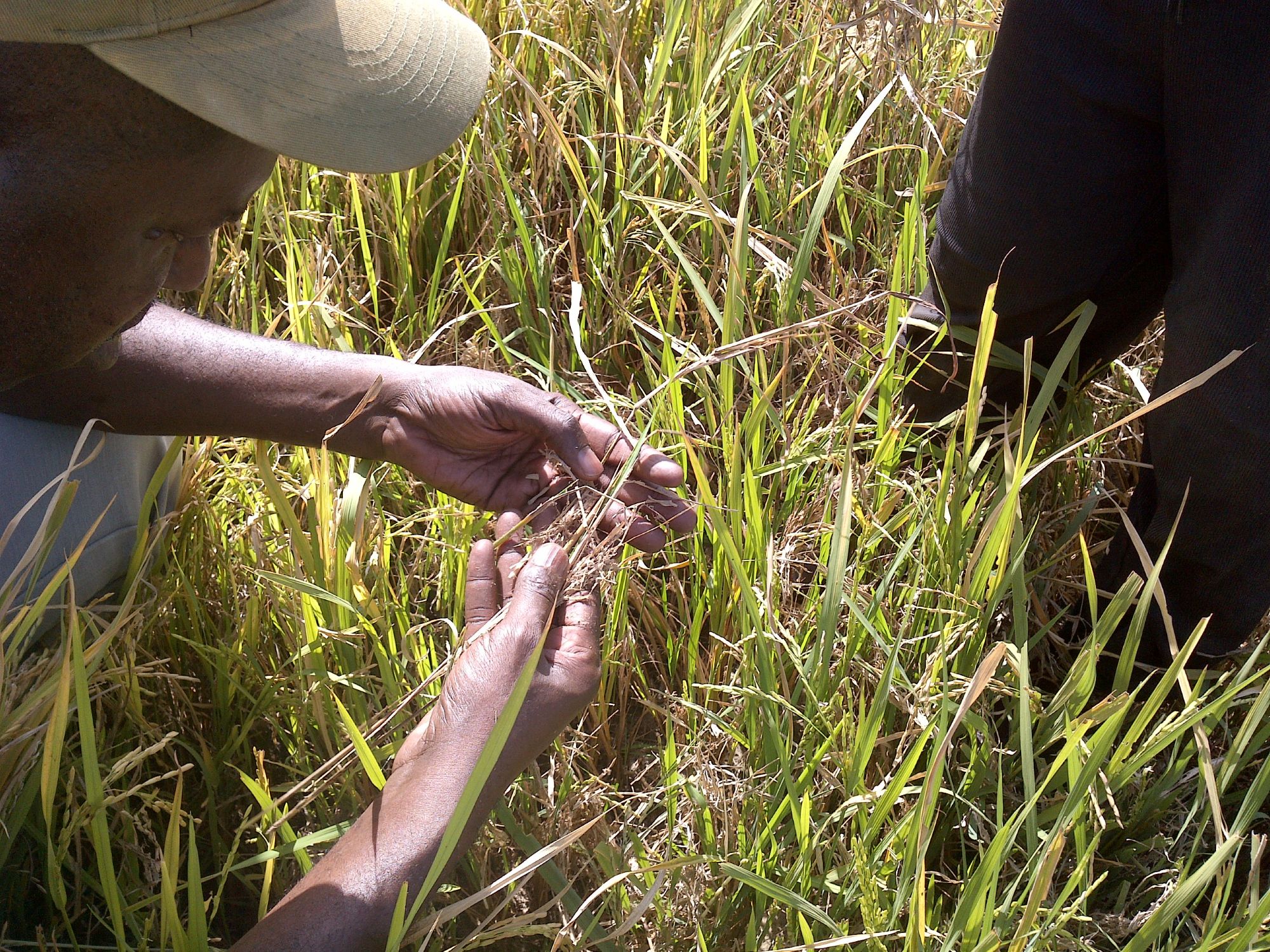 The where and how of rice – Rice Today