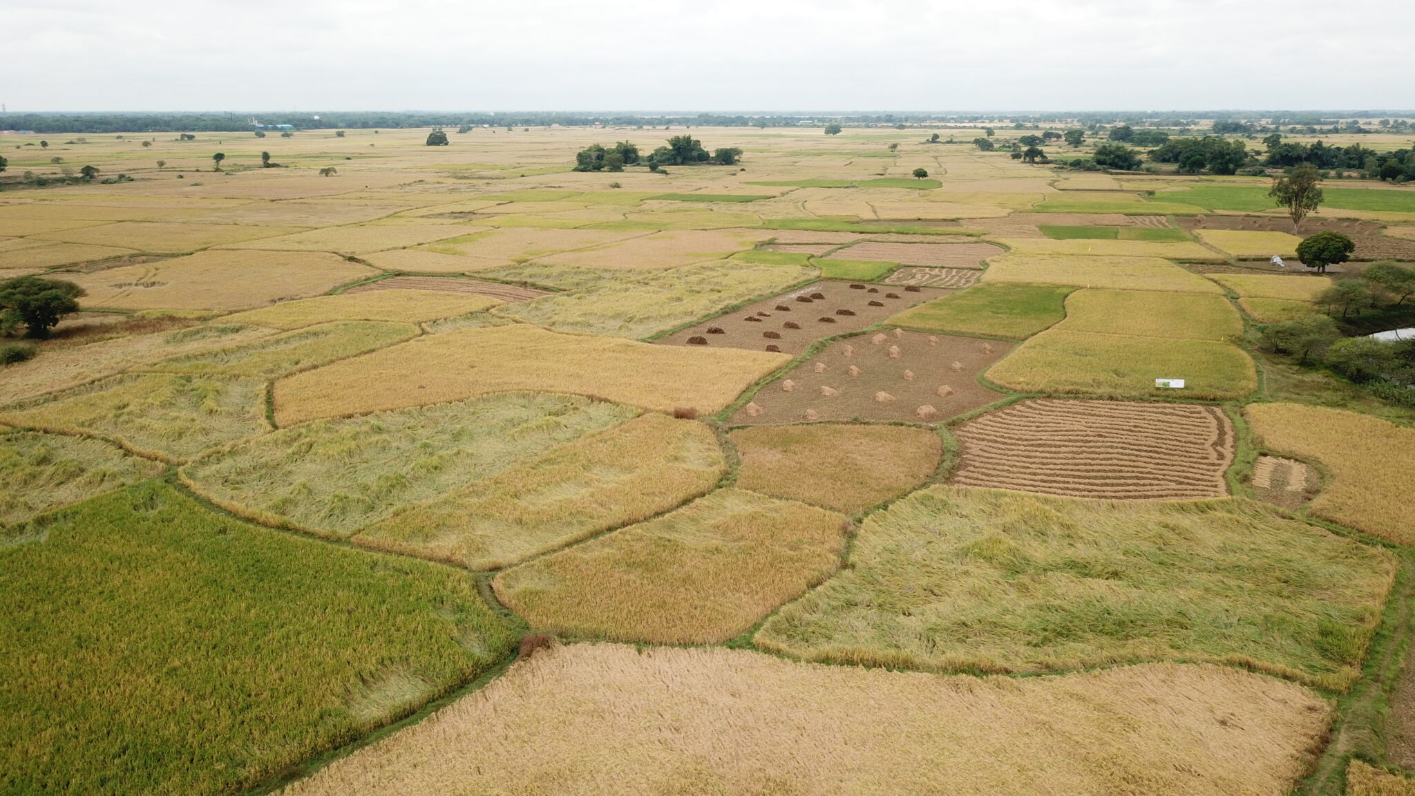 From Sky to Soil: How Drones are Revolutionizing Crop Monitoring – Rice ...