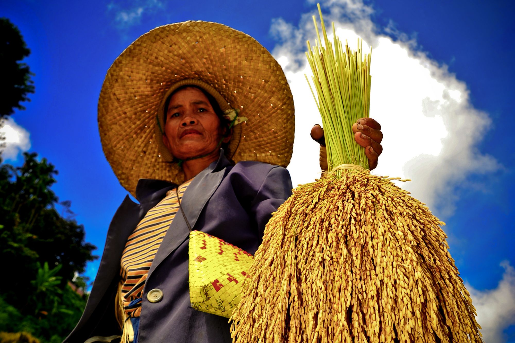 Changing the world with seeds: The breeding history of IR8 – Rice Today