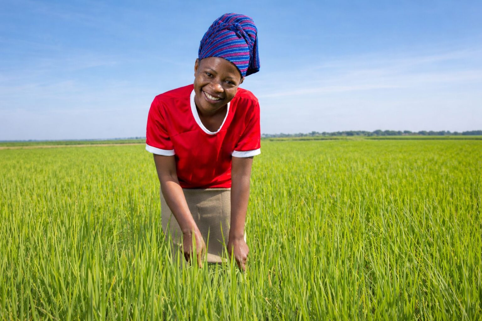 Alternate Wetting and Drying can help revolutionize global rice farming ...