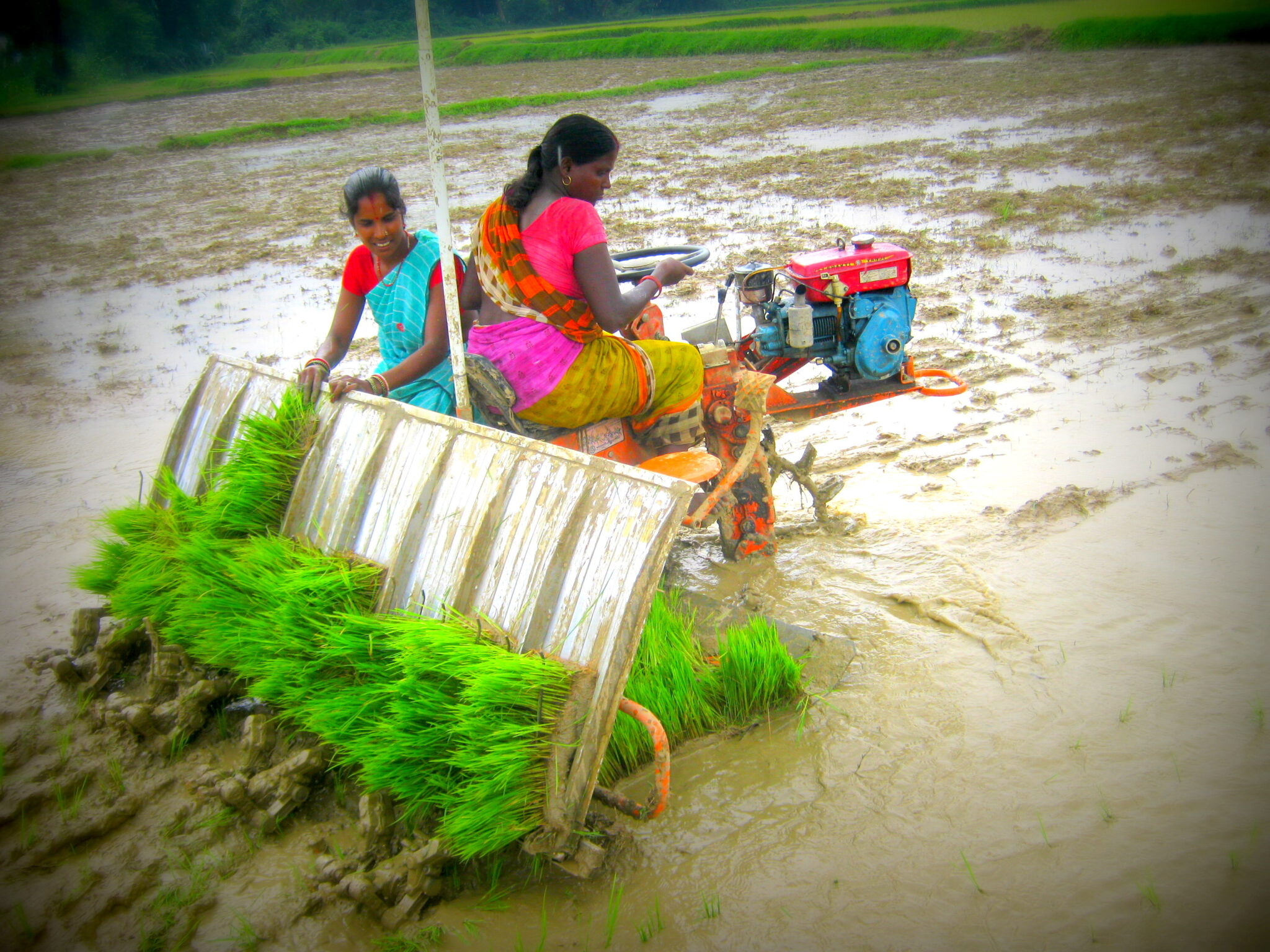 Alternate Wetting and Drying can help revolutionize global rice farming ...