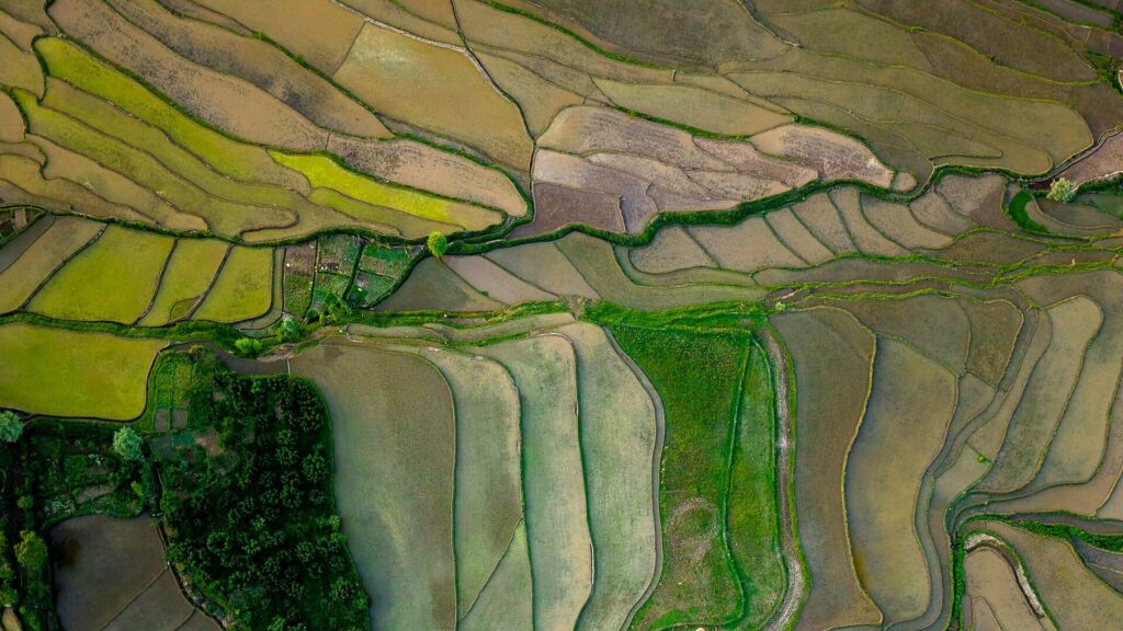 Assessing the historical impact of stress-tolerant rice varieties using ...